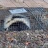 Professional Wildlife Control And Prevention Services – Skunk Bait ...